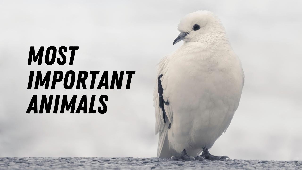 9 Animals that Changed the World: Most Important Animal - YouTube