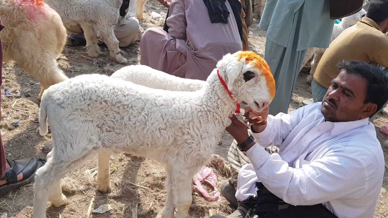 Mundri (03068272923)(29)(1)(2019)(Mundra goat farming Africa Bakra ...