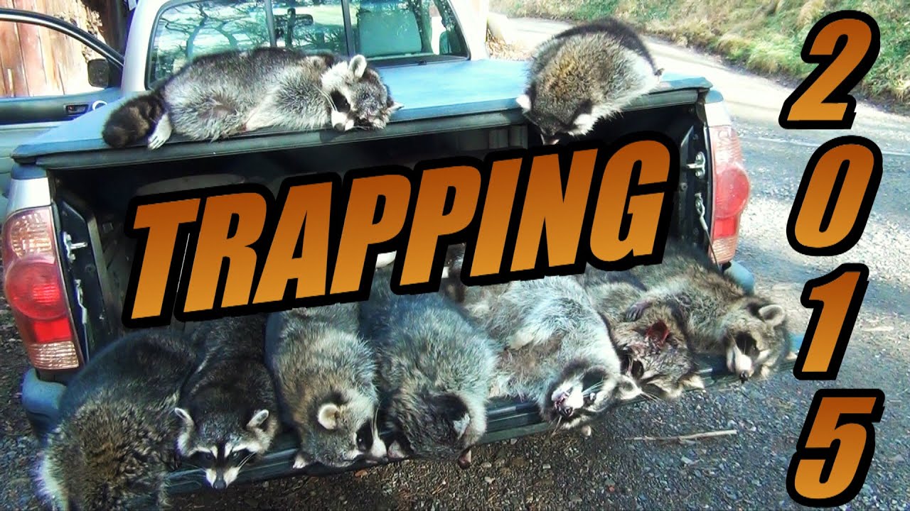 2015 Trapping Pennsylvania Raccoon Muskrat Mink Opossum - Hunter - YouTube