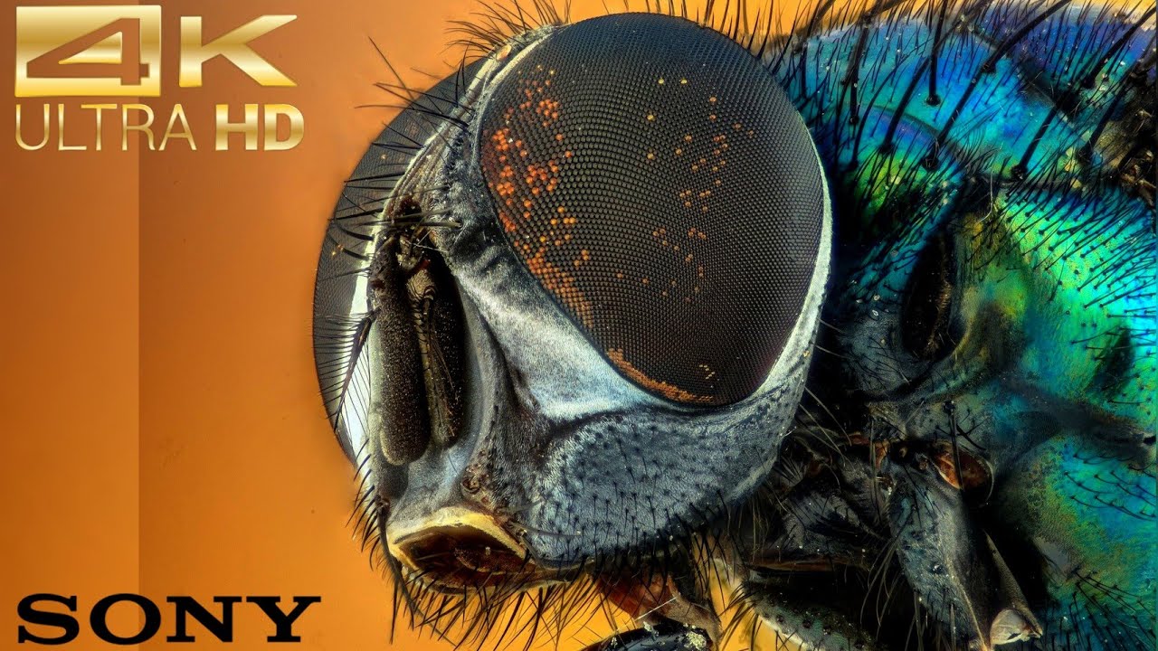 Heavy Extreme 4K HDR 60FPS DOLBY VISION | 4K VIDEO ULTRA HD, Sony 4k ...