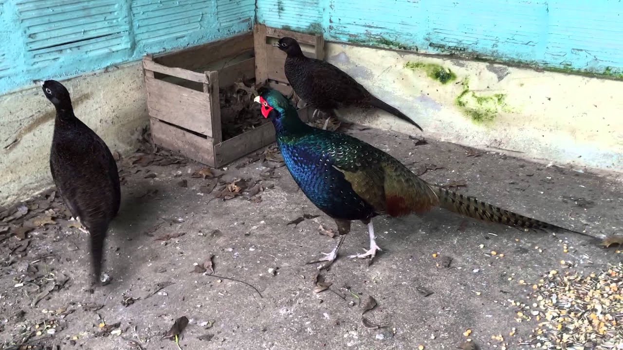 Faisan Tenebroso - YouTube