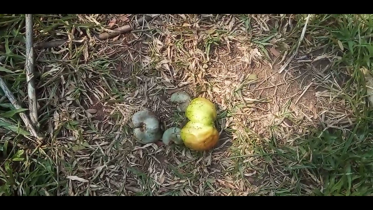 ellanti jidi ginjalu miru susara - YouTube