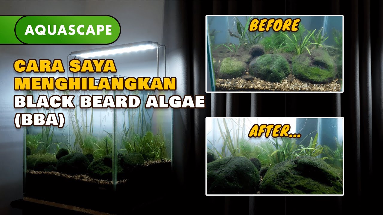Cara merawat aquascape dari BBA (Black Beard Algae) yang menyerang ...