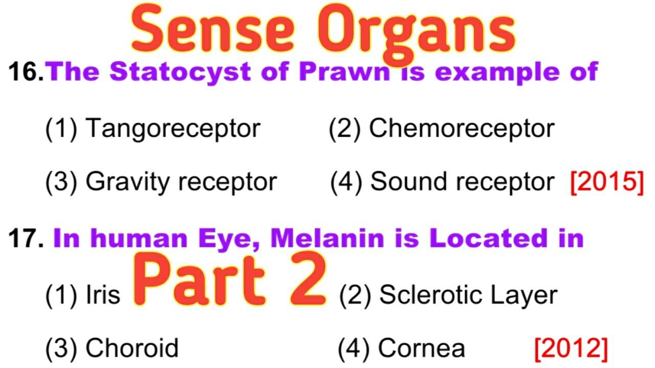 Sense Organ MCQ - Human Sense Organ- Part 2 - YouTube