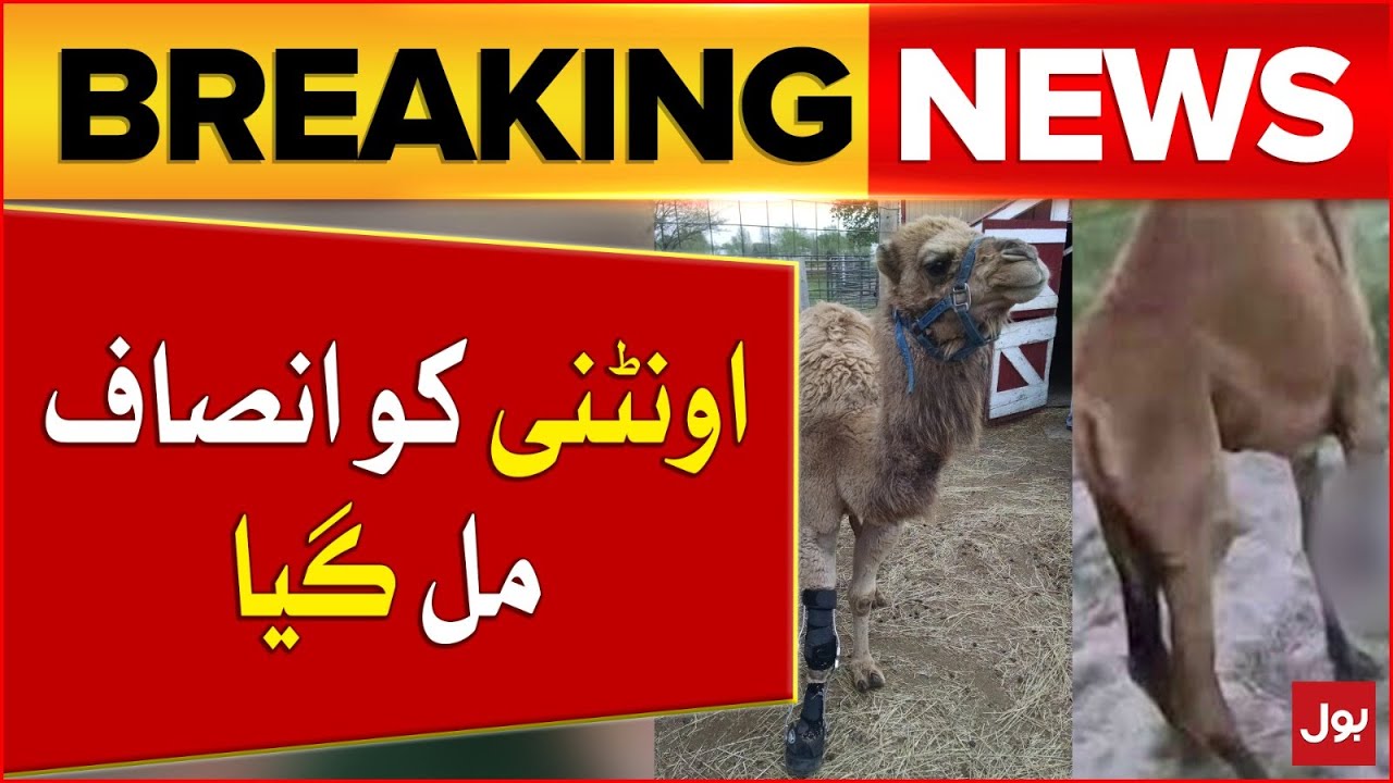 Injured Female Camel Got Justice | Camel Leg Cut Incident | Sindh Govt ...