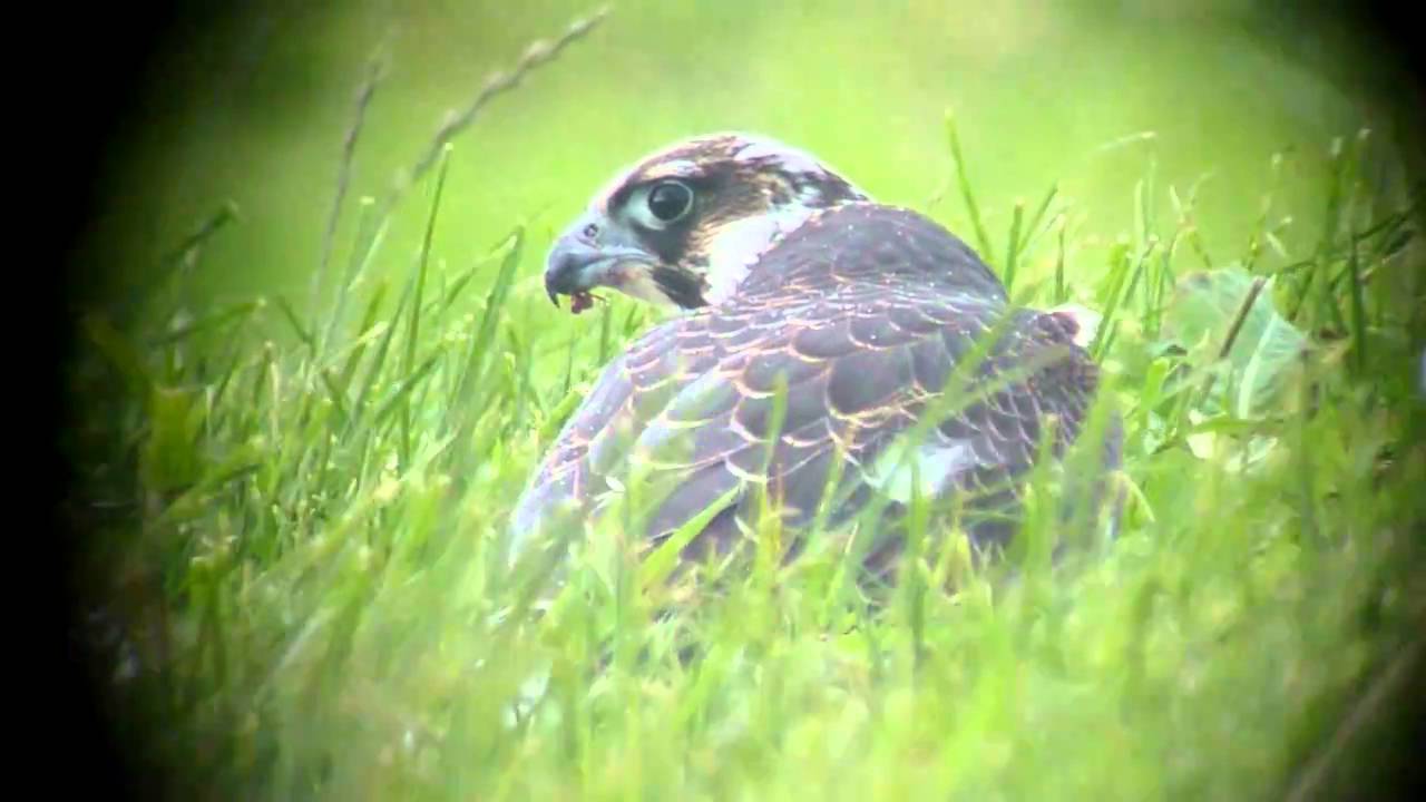 Peregrine Falcon, Vandrefalk (Falco peregrinus) Voksa(Norway) - YouTube