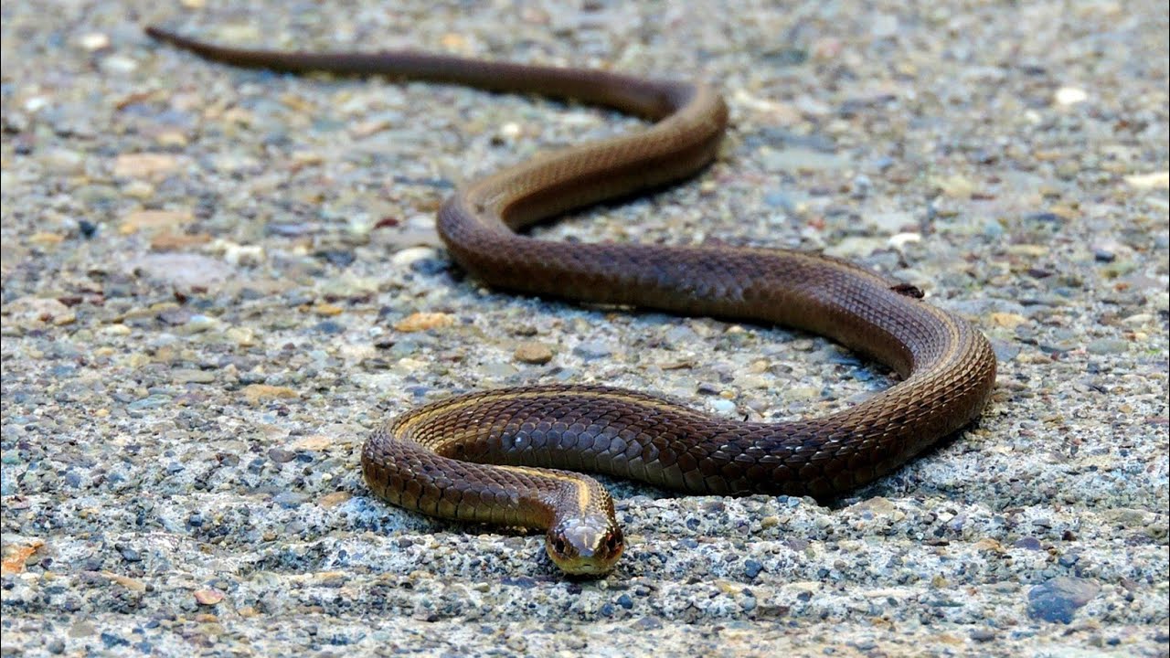 इस सांप का क्या नाम है? What is the name of this snake? Big snake ...