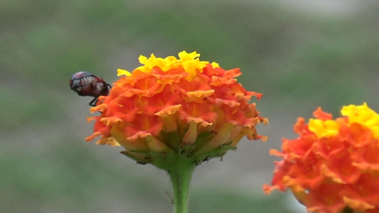 ¿ Alguien se recuerda de los 7 negritos? - YouTube