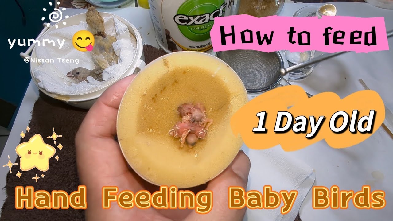 Hand Feeding Baby Birds(1 Day Old) Food 20240819 - YouTube