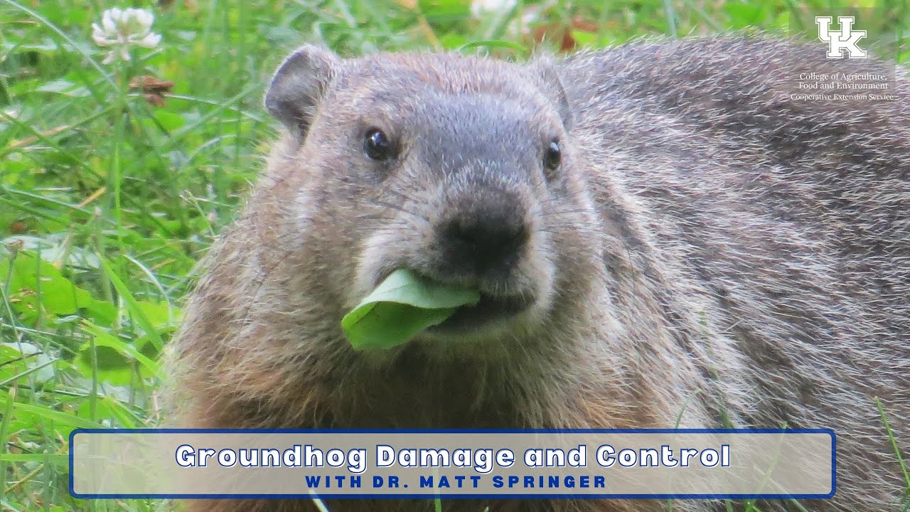 Groundhog Damage and Control - YouTube