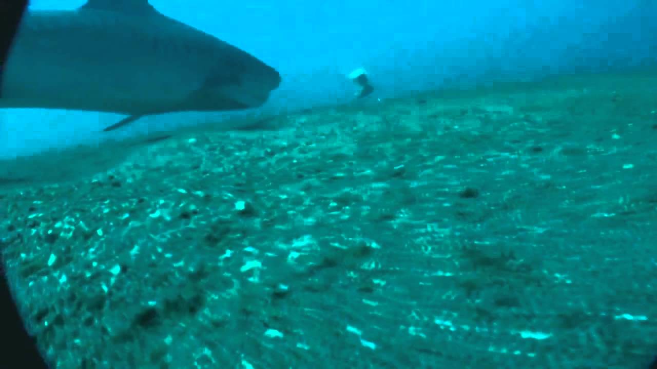 VideoRay Pro 4 HD ROV - Tiger Shark Taking Bait - YouTube
