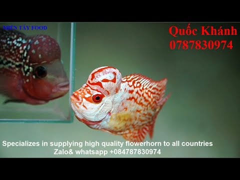 Top the best kamfa kingfishers in the world 2019 | Vip King Kamfa ...