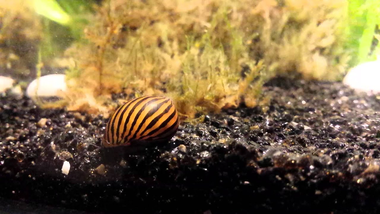 Neritina parallela snail / escargot - YouTube