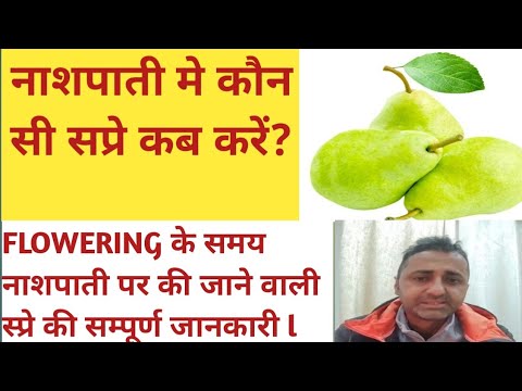 Pear Spray Schedule | FLOWERING में Pear पर कौनसी Spray करें | Dimple ...