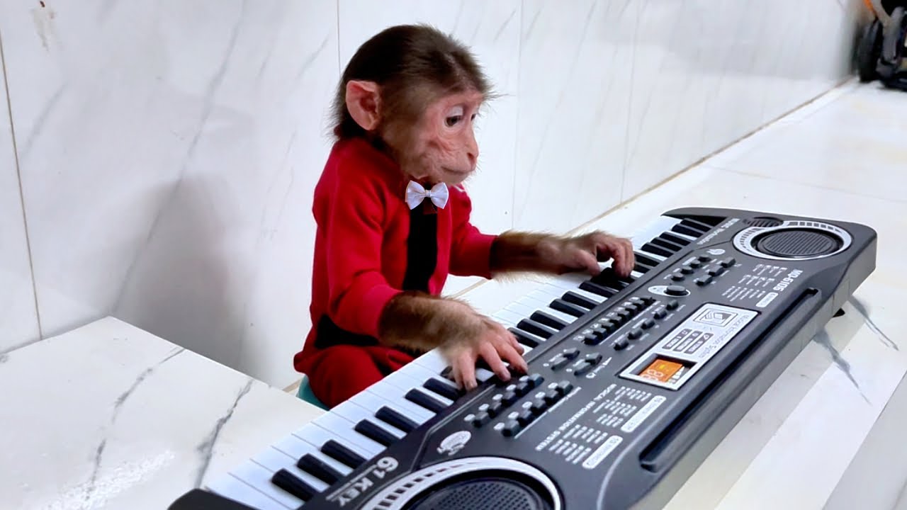 Super monkey! Monkey SuSu learns to play the Piano with Dad so funny ...