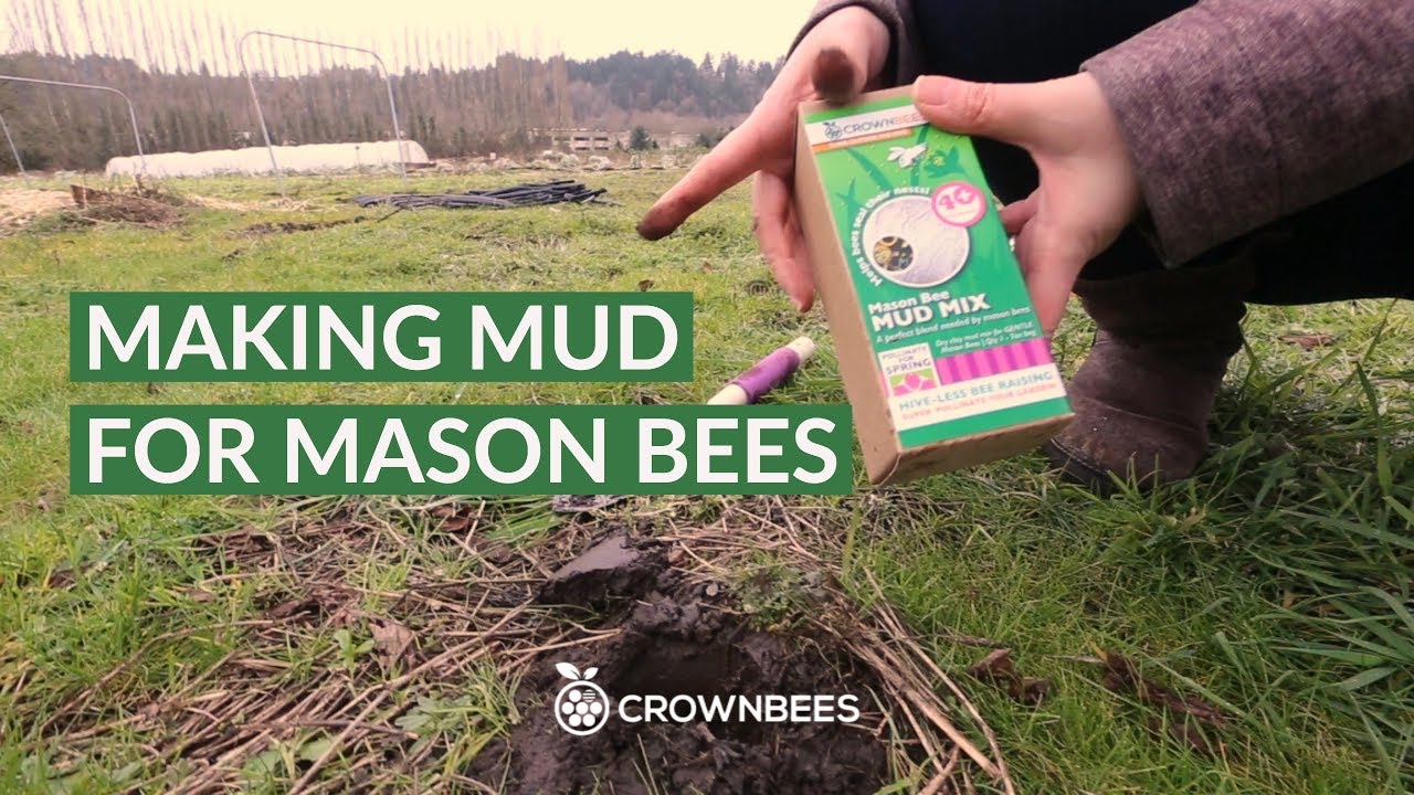 Making Mud for Mason Bees - YouTube