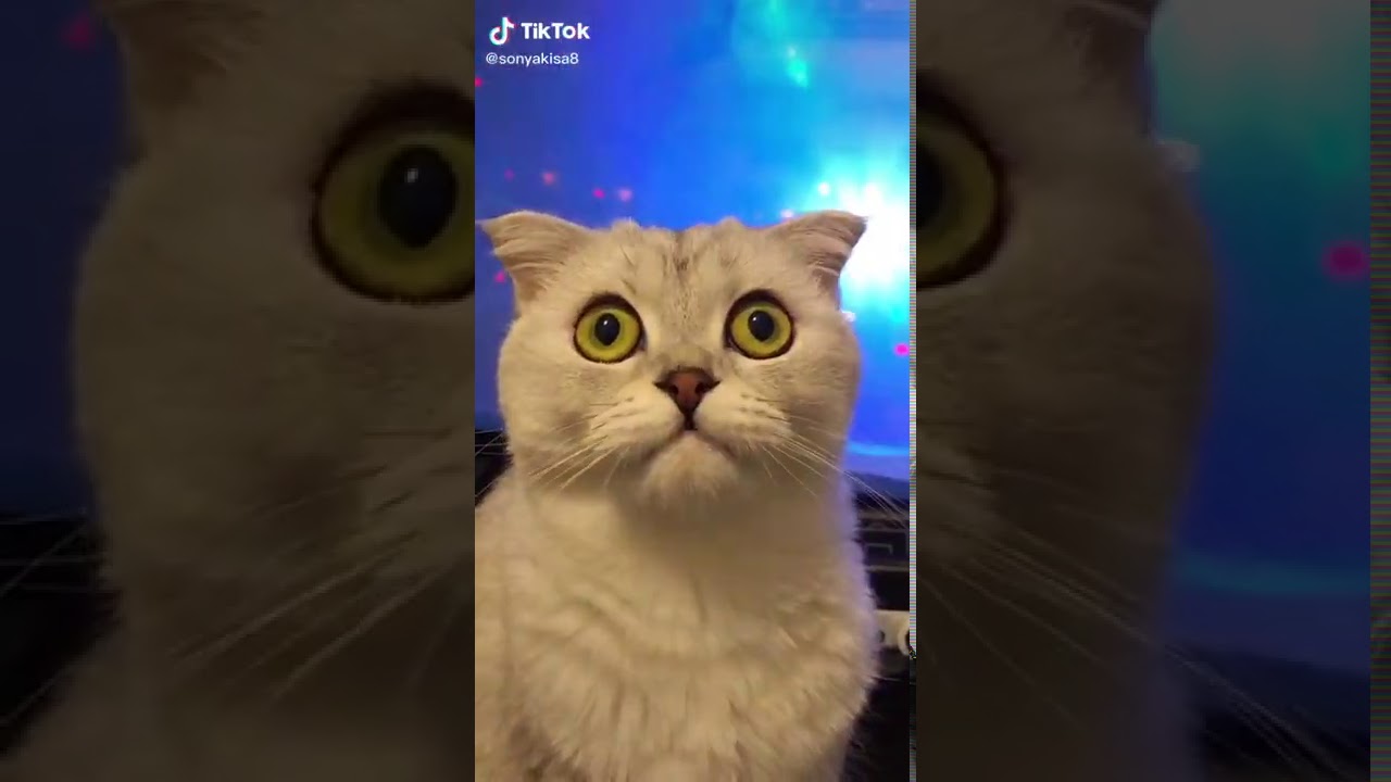 Cat says eyyy - YouTube