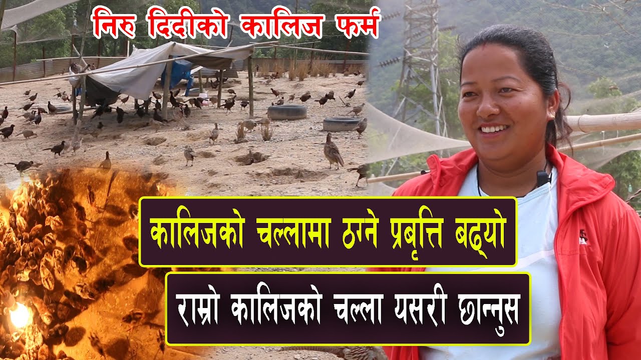 कालिजको चल्लामा ठग्ने प्रबृत्ति बढ्यो १० दिन हुर्काएको चल्ला २०० मात्रै ...