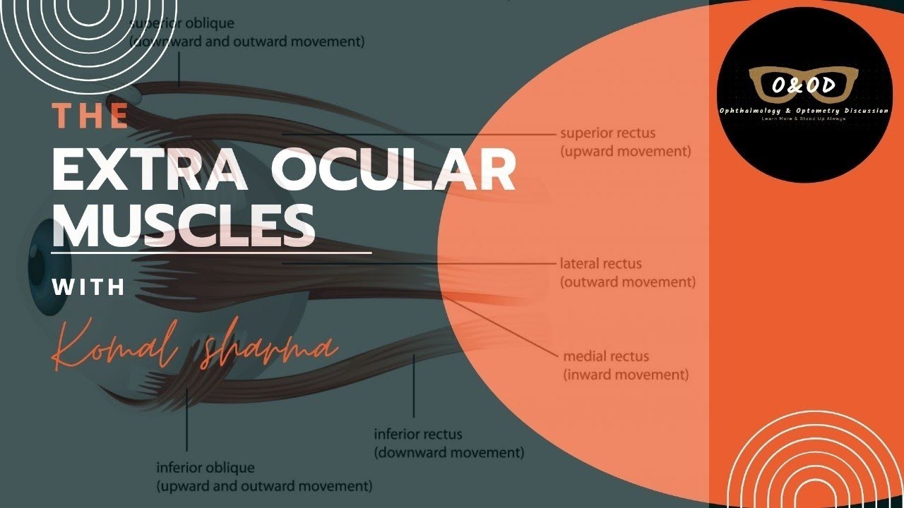 Extra Ocular Muscles || Accommodation Process || Intrinsic Muscles ...