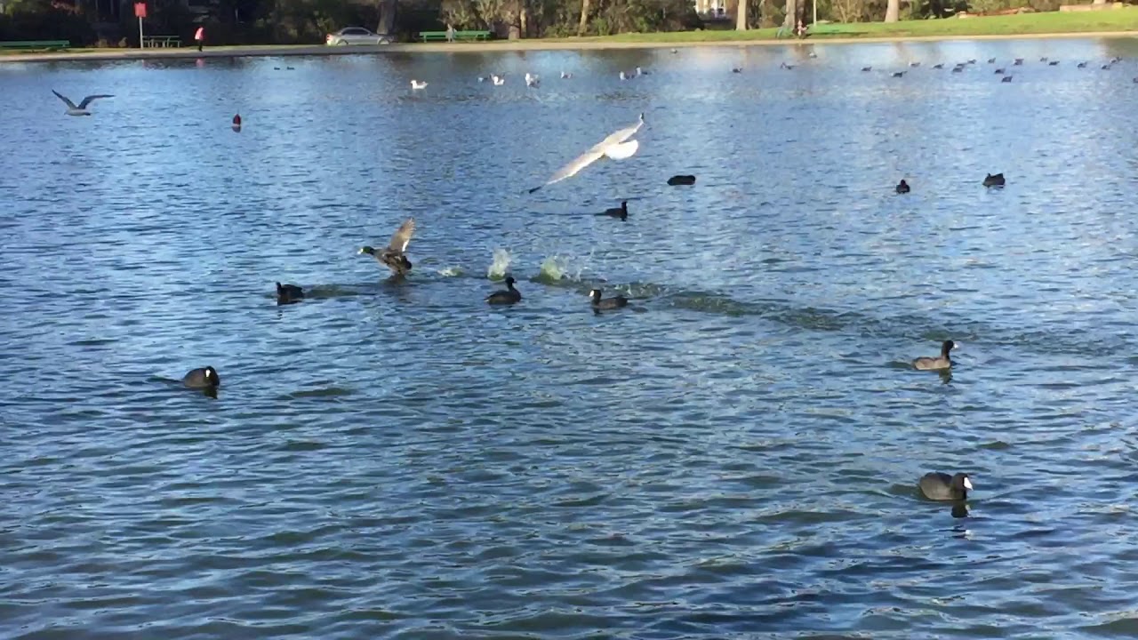 Flying seagull chasing running American coot - YouTube