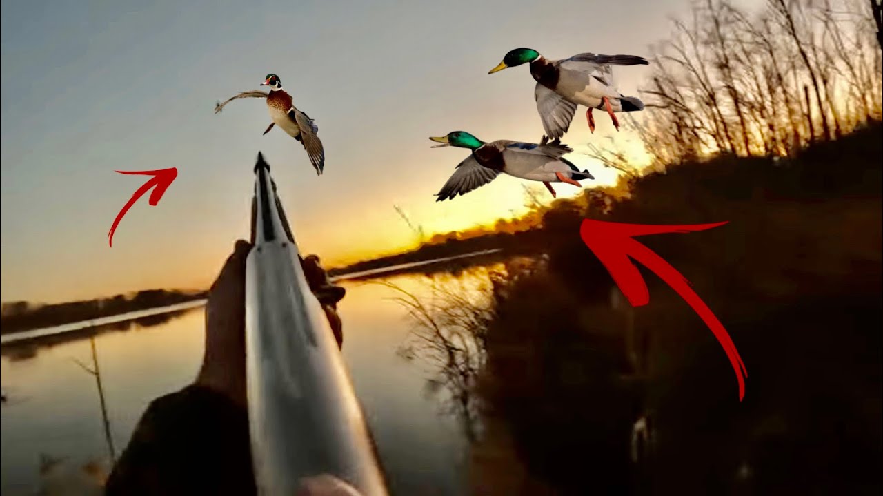 Wood Ducks and Mallards! Duck Hunting for Green! - YouTube