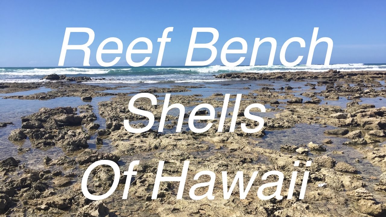Reef Bench Seashells of Hawaii! - YouTube