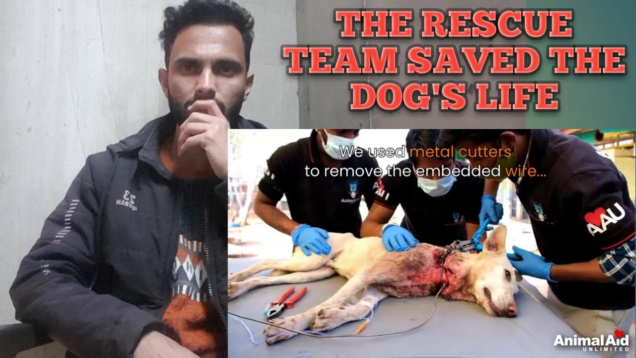 Save The Dog Life By the Rescue Team, Dog Rescue - YouTube