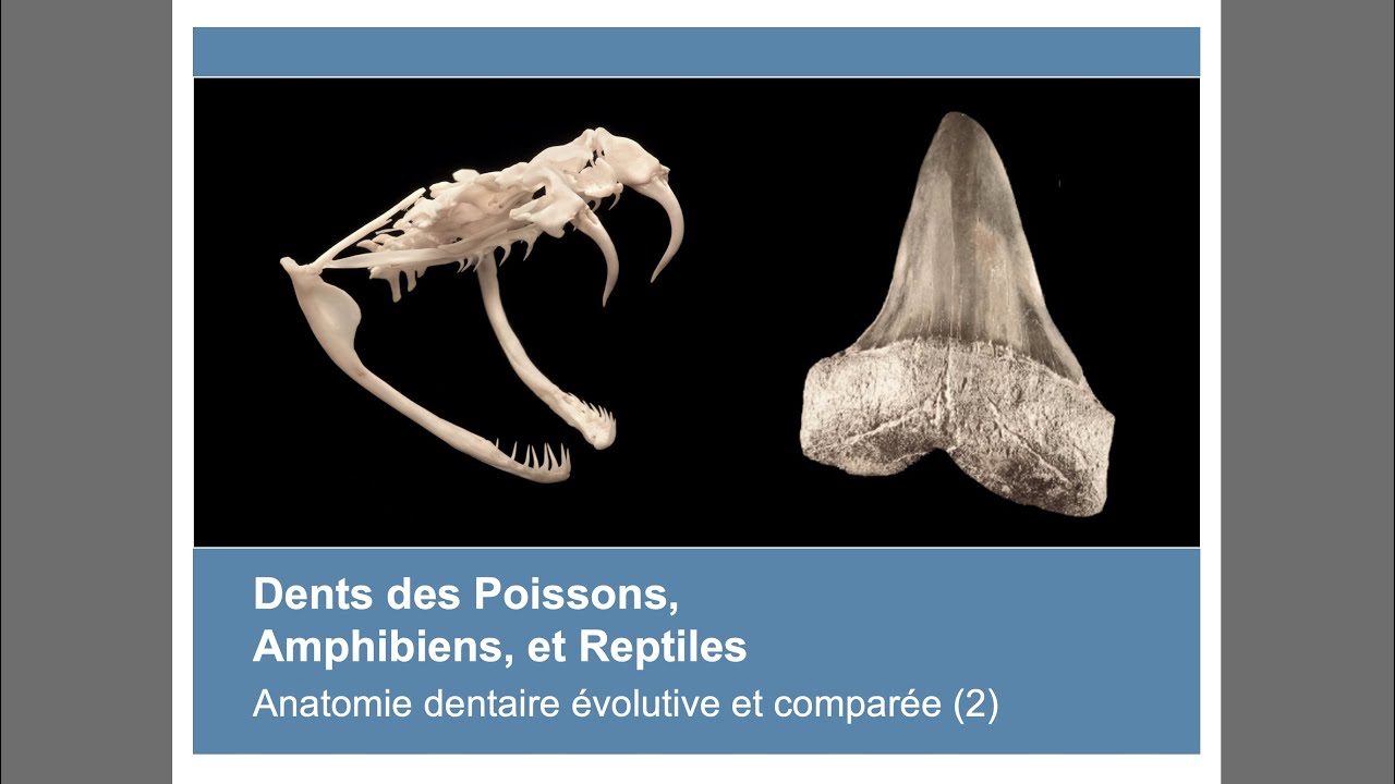 Anatomie des dents des Poissons, Amphibiens, et Reptiles (Anatomie ...