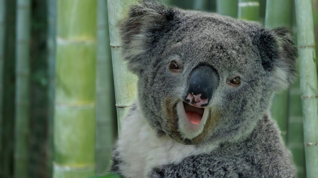 Funny Silly Jokes - Talking Koala Bear, Prairie Dog, Grasshopper - YouTube