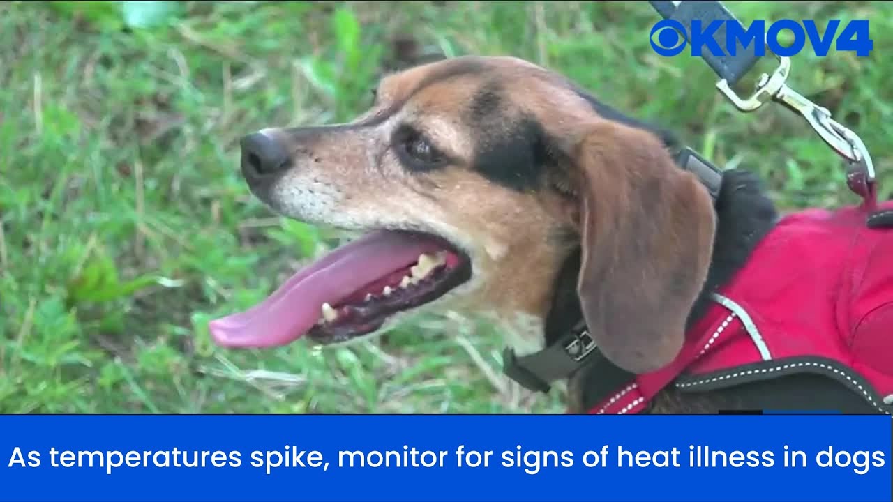 As temperatures spike, monitor for signs of heat illness in dogs - YouTube