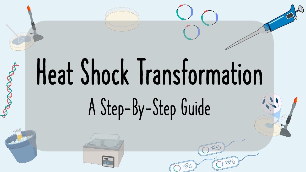 Heat Shock Transformation - YouTube