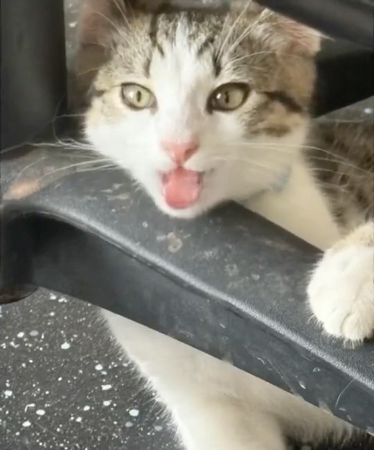 Dexter 🎵 ️ Cats Kittens #cat #cats #kitten #catvideos #shorts #catshorts #funnyanimals #funny ...