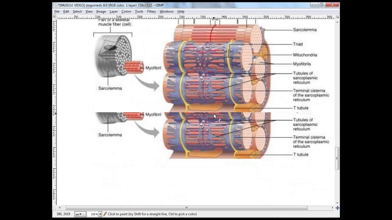 Lesson 8 - Muscle tissue contraction - YouTube