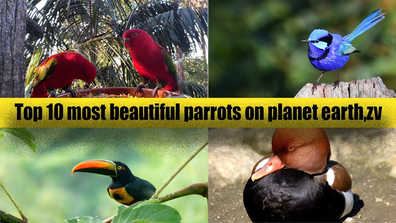 Top 10 Most Beautiful Parrots On Planet Earth - YouTube