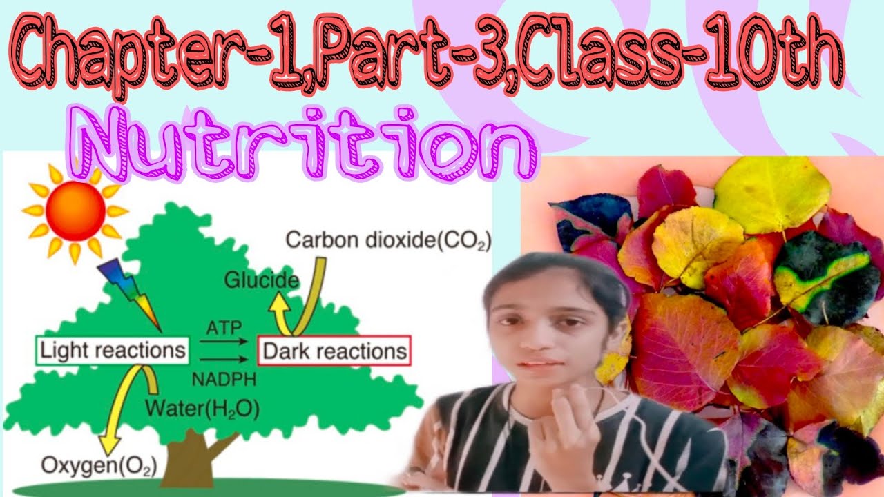 Class -10th/Chapter-1/Part-3/Nutrition/Chloroplast/Light Reaction/Dark ...