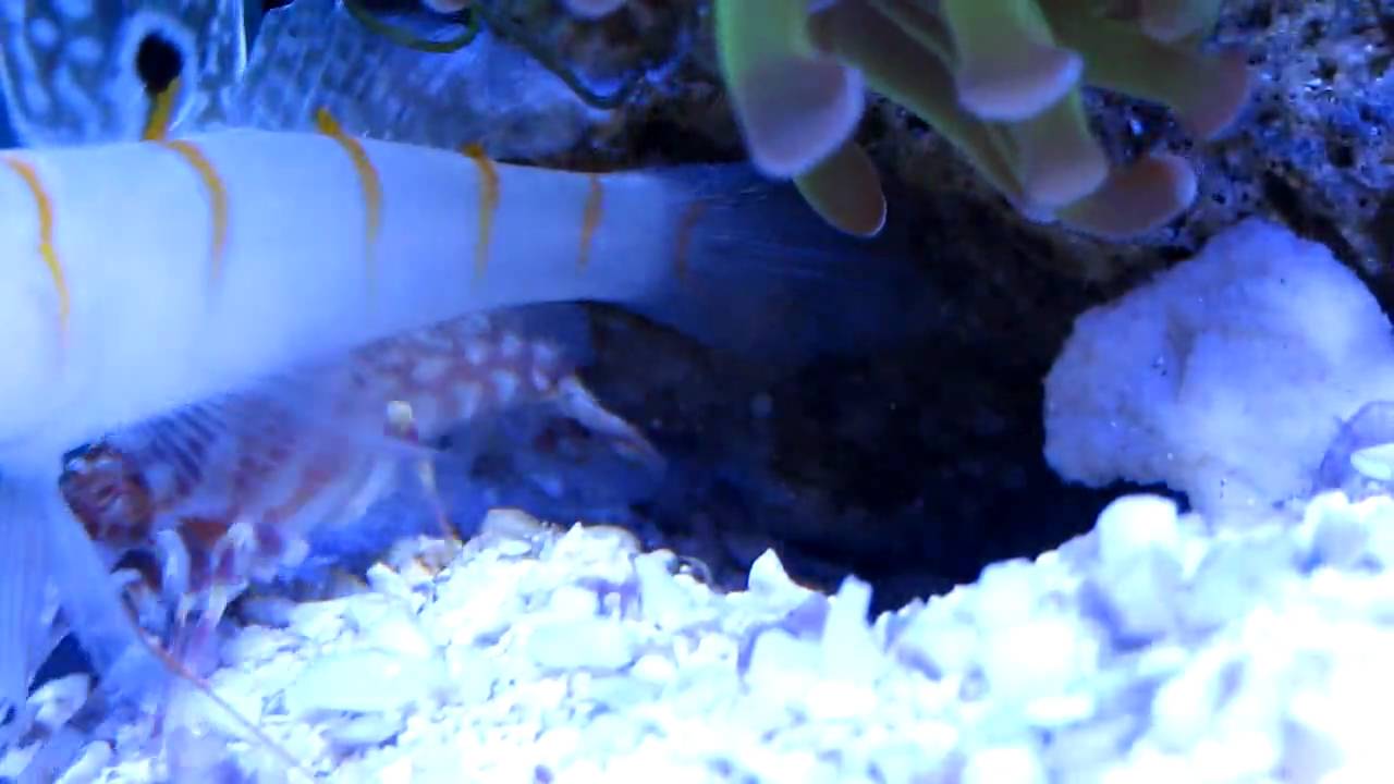 Pistol shrimp and a watchman goby. - YouTube