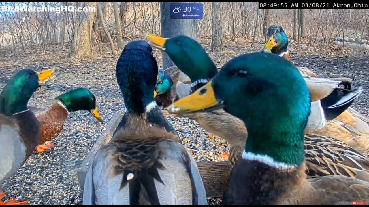 March Morning Mallard Mayhem at BWHQ - YouTube