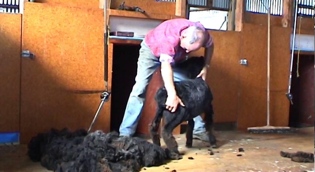The Black Sheep Gets a Hair Cut - YouTube