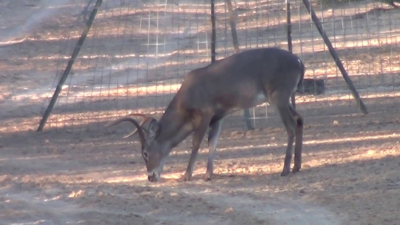 Cull Buck 11 25 14 - YouTube