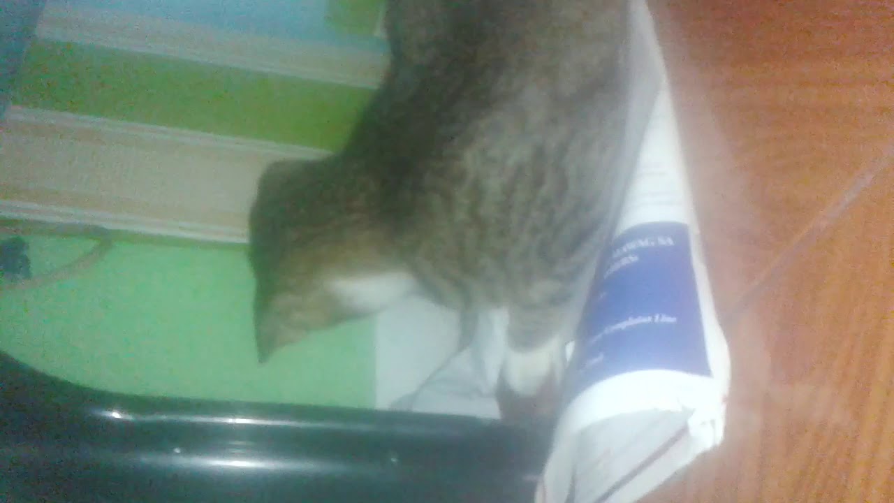 CAT FUNNY VIDEO TAGALOG BY 2KIDS - YouTube