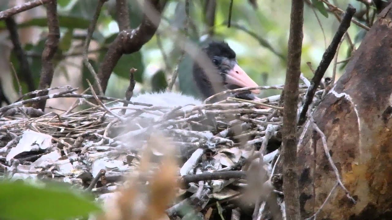 Baby Ibis - YouTube
