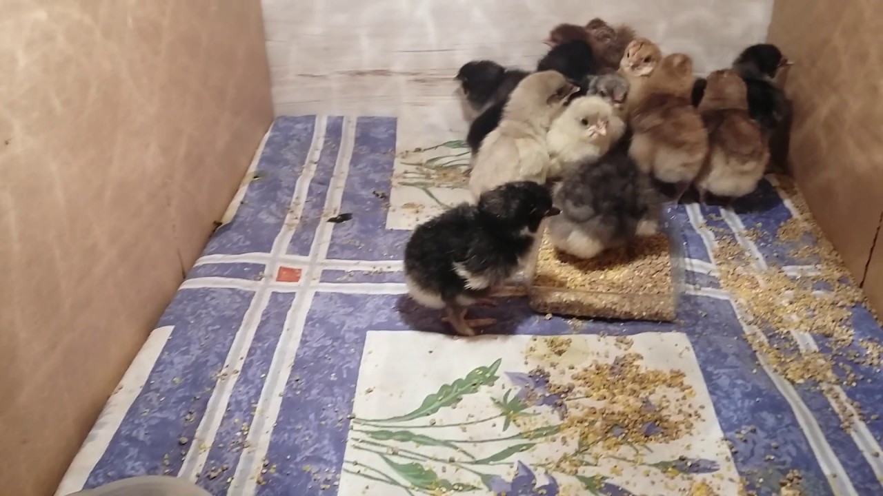 20170305 193818 - YouTube