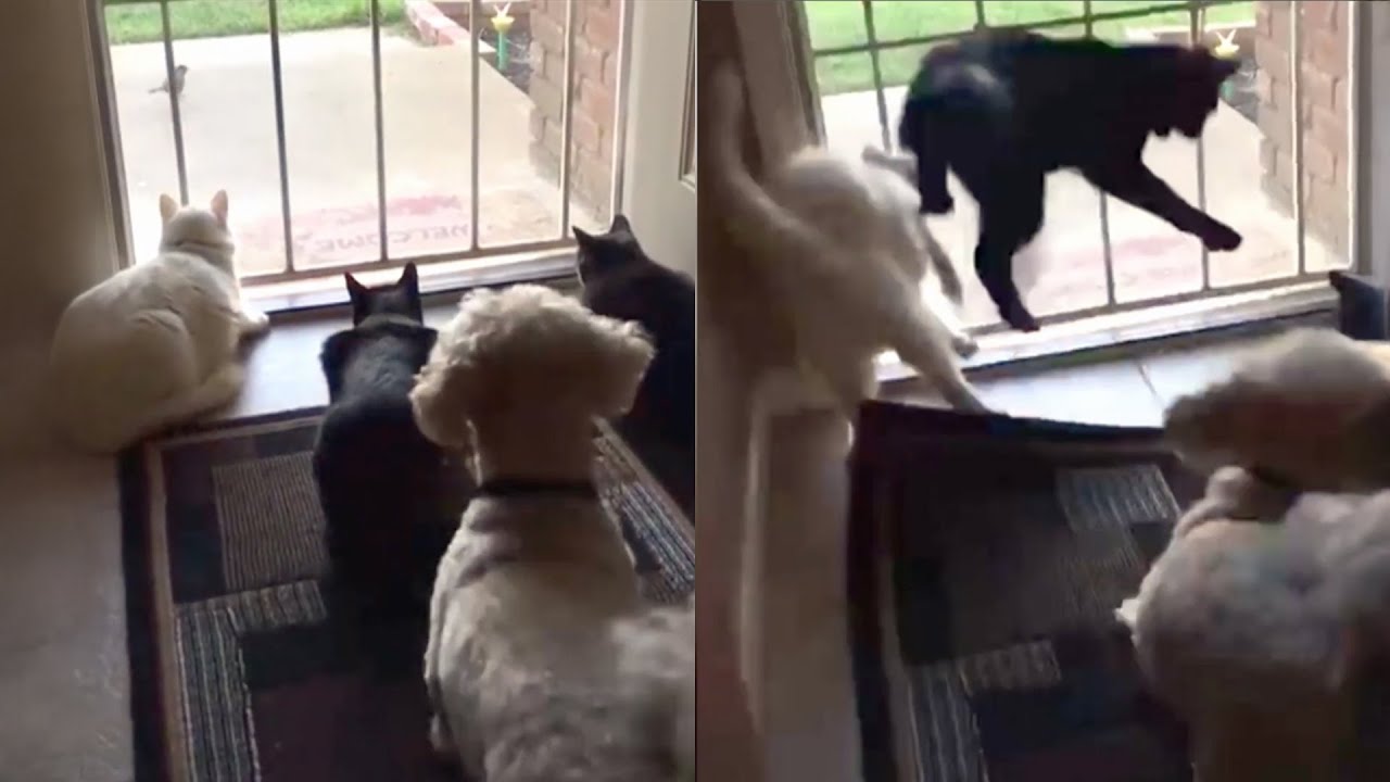 Cats Getting Scared Compilation 🙀😹 Scaredy-Cats - YouTube