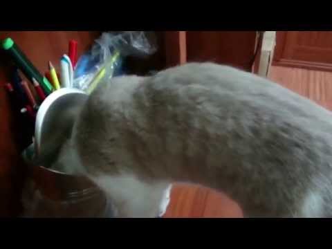 Epic Cat Fail - Efsane Kedi Düşüşü