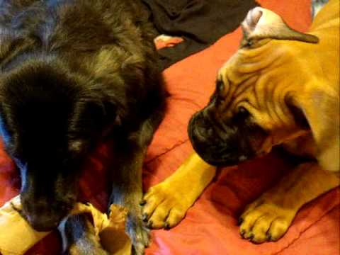 Roscoe getting older - YouTube