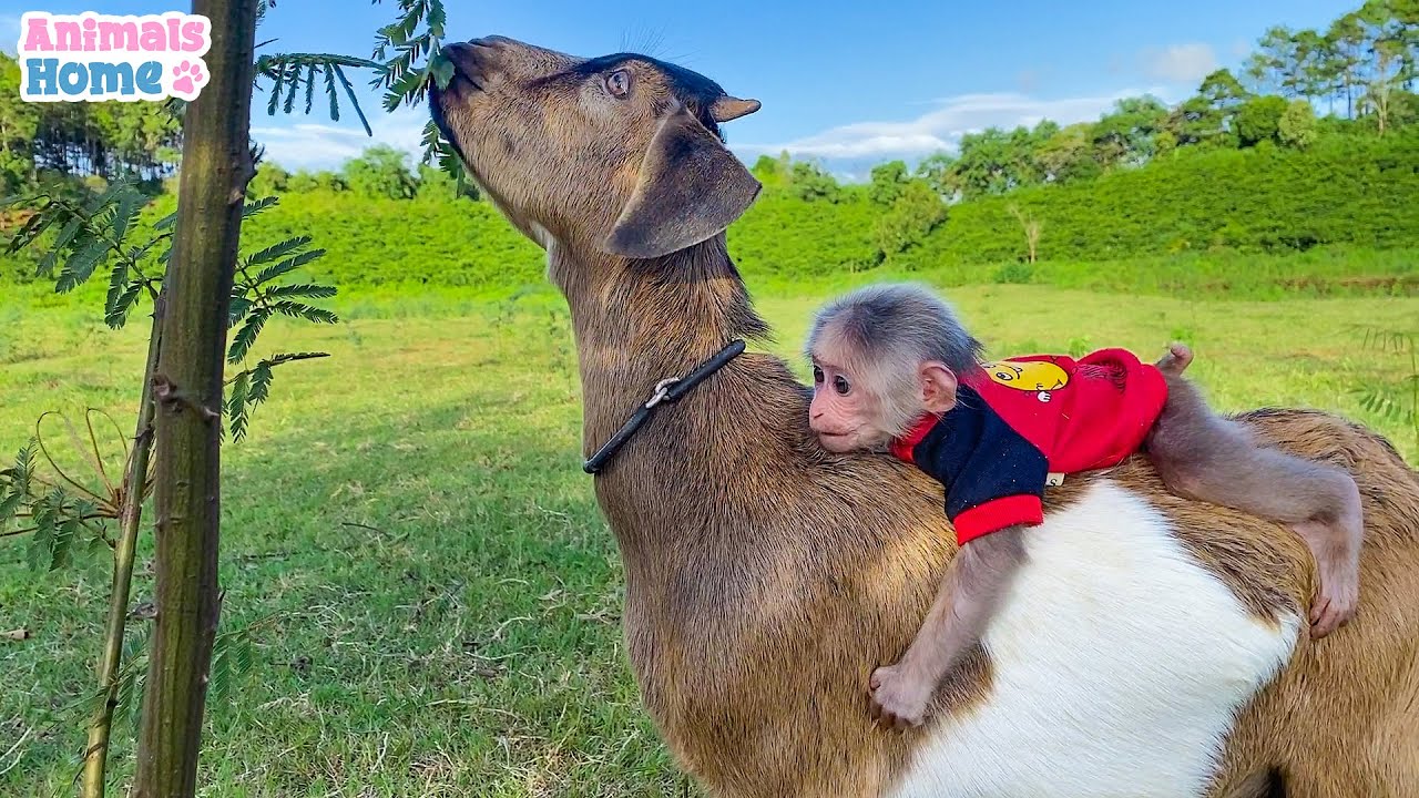 BiBi and little friends fun play in the meadow - YouTube