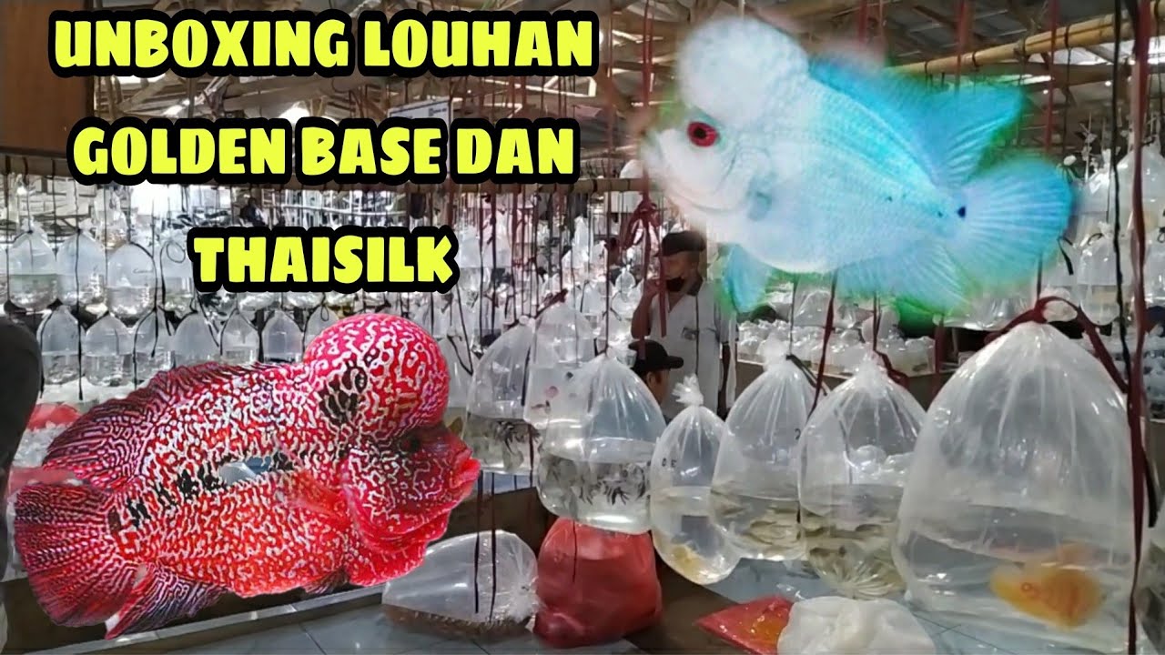 STOCK TERBARU LOUHAN GOLDEN BASE,THAISILK,CENCU,SRD - YouTube