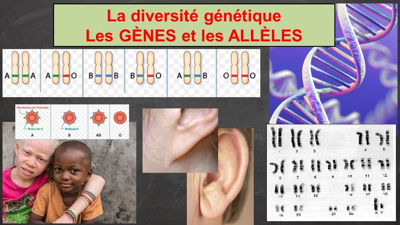 Gènes, Allèles et caractères héréditaires - YouTube