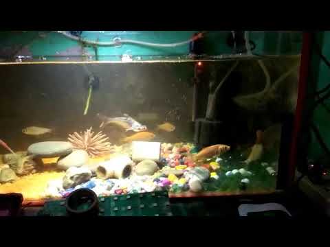 Short film for fish aquarium