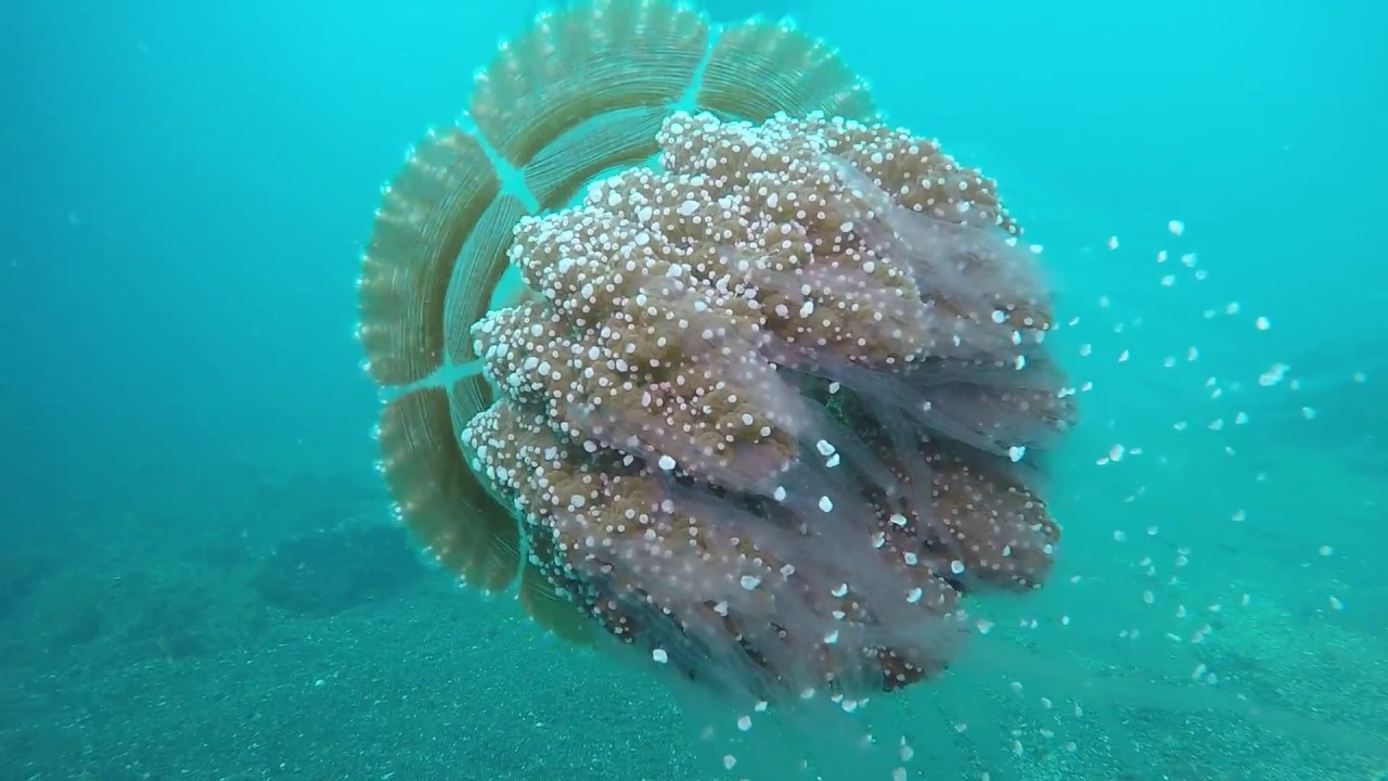 Shell Harbour Scuba Diving (Gravel Loader) 17.01.2017 - YouTube